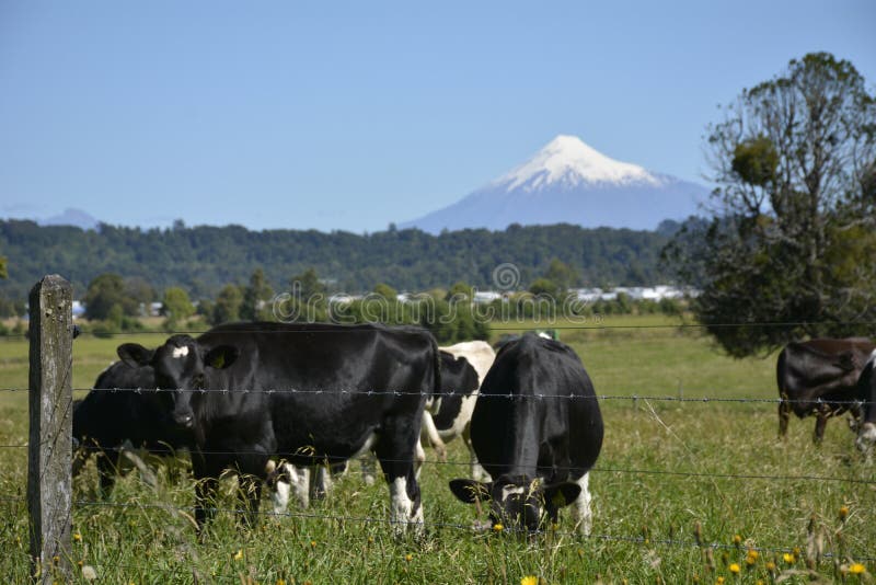 Vaca stock image. Image of osorno, chile, patagonia, hermosa - 91426935