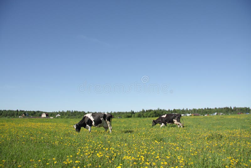 Vaca imagen de archivo. Imagen de animales, azul, color - 9611605
