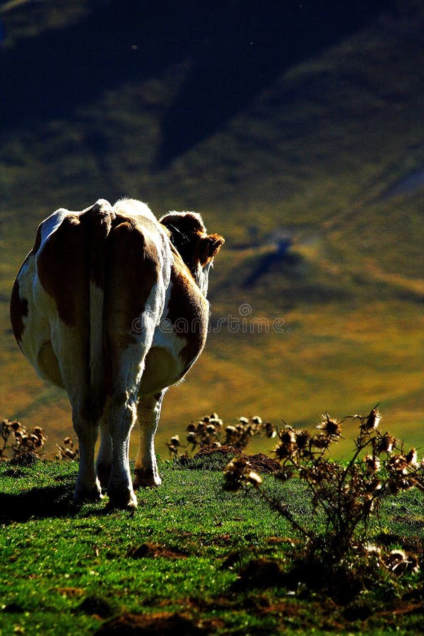 Vaca foto de archivo. Imagen de cubo, vaca, prado, escena - 98359488