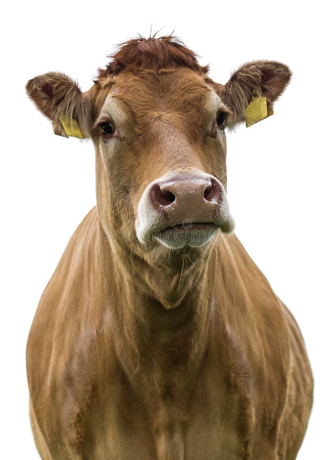 Vaca aislada foto de archivo. Imagen de aislado, doméstico - 227414300