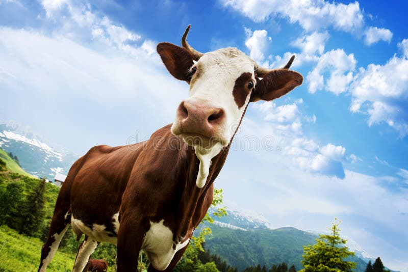 Vaca alpina imagen de archivo. Imagen de vaca, rumiante - 33571651