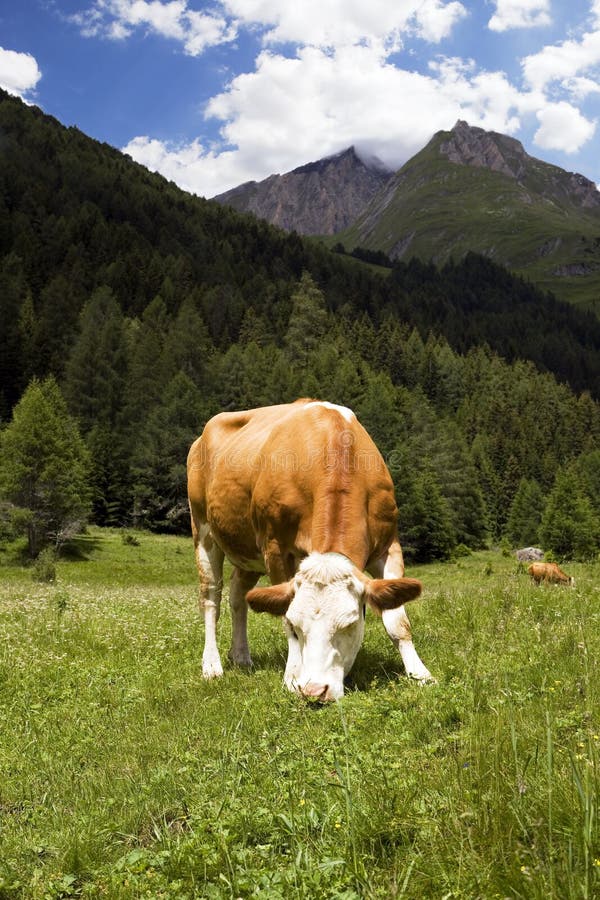 Vaca alpina imagem de stock. Imagem de pasto, alpes, agricultura - 4549747