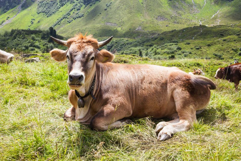 Vaca alpina imagem de stock. Imagem de chifre, alpes - 32626541