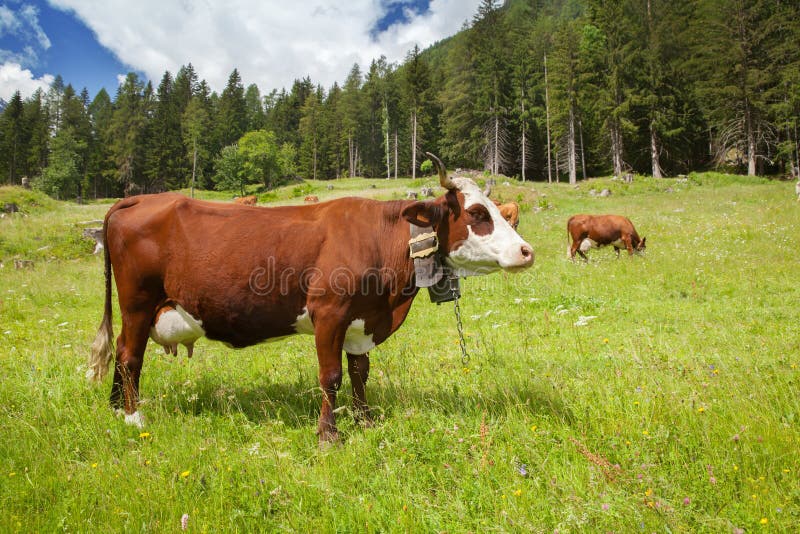 Vaca alpina com sino imagem de stock. Imagem de vacas - 44211119