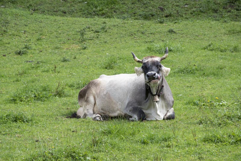 Vaca alpina dos foto de archivo. Imagen de ganados, agricultura - 158933900