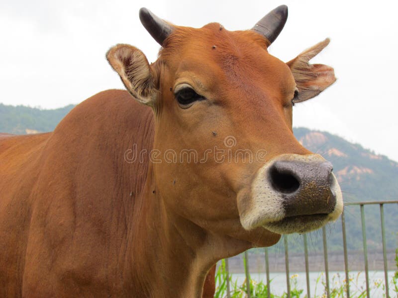 20,513 Vaca Amarela Fotos - Fotos de Stock Gratuitas e Fotos Royalty ...