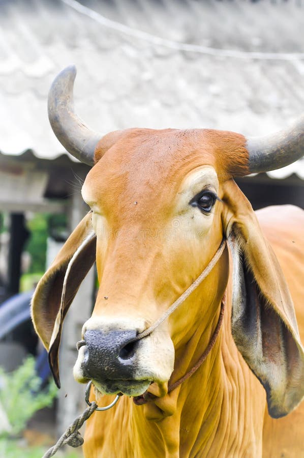 Becerro Blanco Del Brahmán Que Mira Todo Derecho Con La Vaca De La ...