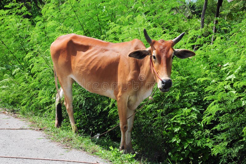 Vaca Asiática Del Bloodline Foto de archivo - Imagen de hierba, cubo ...