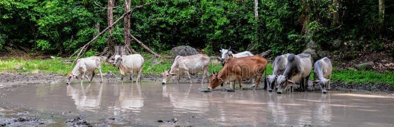 Vaca Asia foto de archivo. Imagen de manada, animal, retrato - 55582540