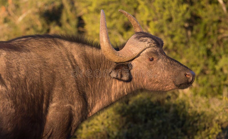 Vaca Asustada Del Búfalo Del Cabo Imagen de archivo - Imagen de ...