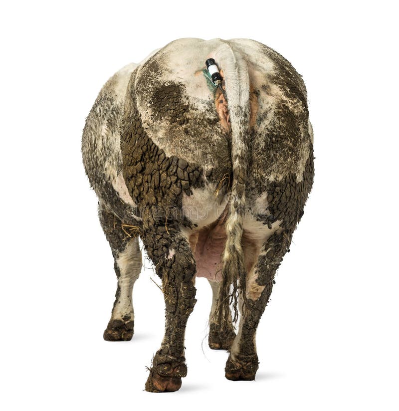 Vaca Azul Belga Grávida Suja, Isolada Foto de Stock - Imagem de belga ...