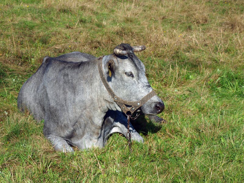 Vaca azul, mintiendo foto de archivo. Imagen de animal - 34054660