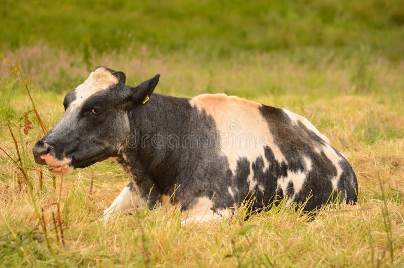 Vaca Azul Y Blanca Que Descansa En Campo Foto de archivo - Imagen de ...