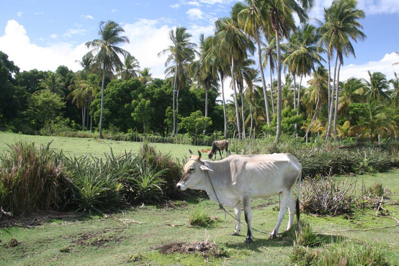Vaca bajo clima tropical imagen de archivo. Imagen de tropical - 32133611