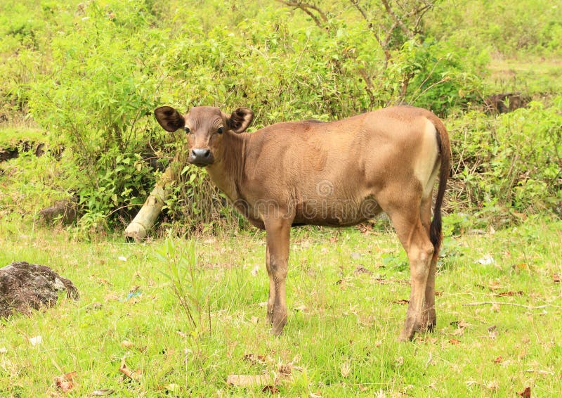 Vaca Flaca Fotos de stock - Fotos libres de regalías de Dreamstime