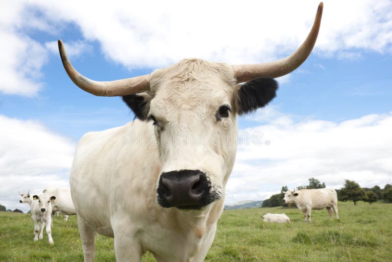 Vaca blanca imagen de archivo. Imagen de rancho, ganados - 33362461