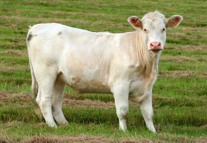 Vaca blanca foto de archivo. Imagen de agricultura, granja - 457916