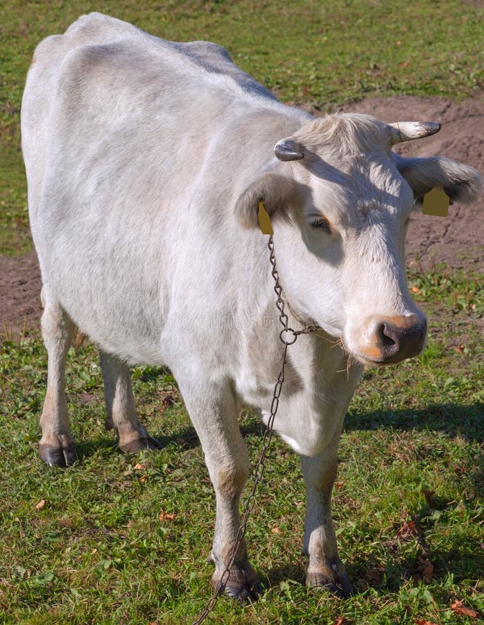Vaca blanca imagen de archivo. Imagen de prado, cubo - 65661807