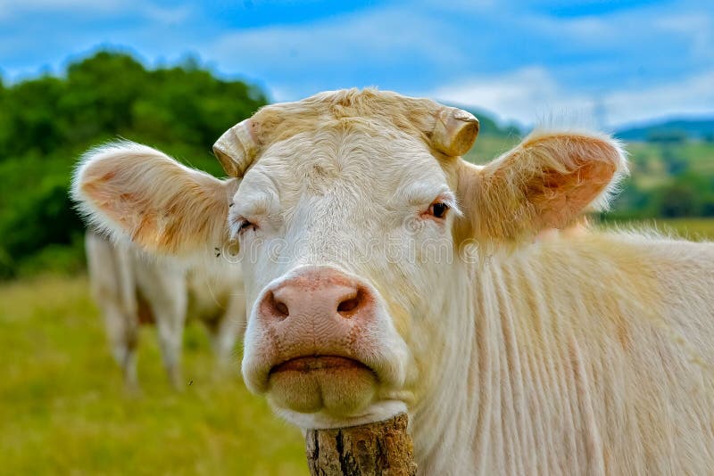 Vaca blanca charolesa imagen de archivo. Imagen de curioso - 254474897