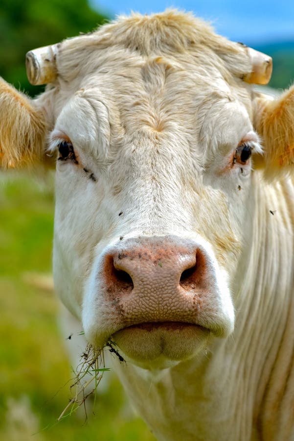 Vaca blanca charolesa foto de archivo. Imagen de fresco - 254474900
