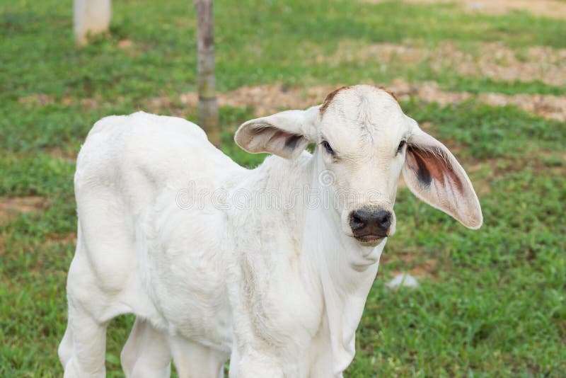 Vaca blanca joven imagen de archivo. Imagen de granero - 62306093