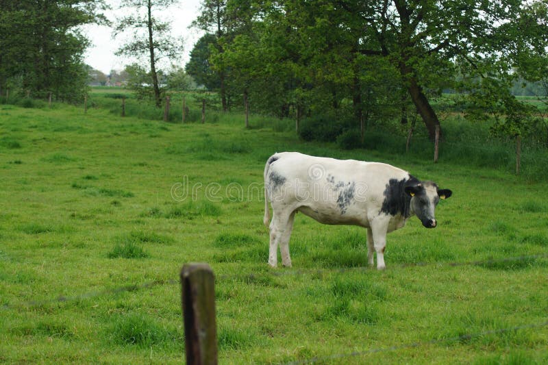 Vaca Blanca Parada En Un Pasto Verde Foto de archivo - Imagen de blanco ...
