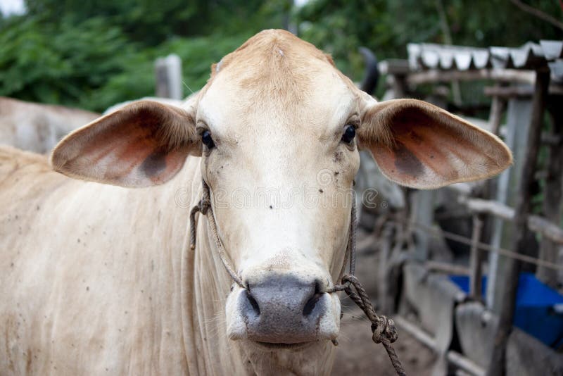 Vaca del cebú imagen de archivo. Imagen de rural, tailandés - 25432023