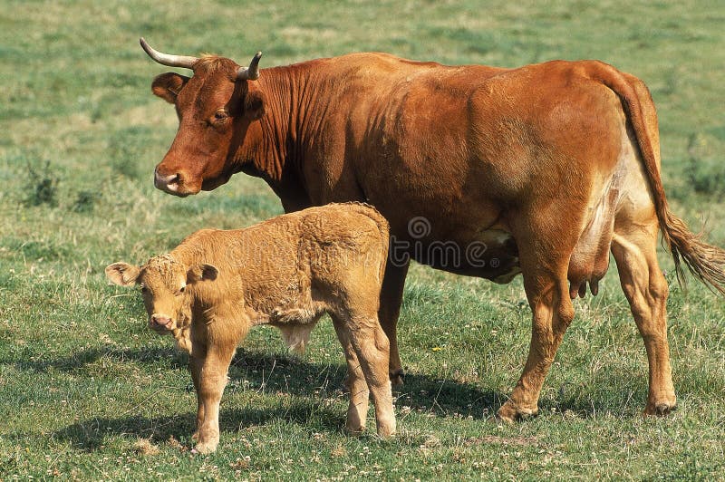 Vaca Bovina Limousin Con Ternera En Pasto Imagen de archivo - Imagen de ...