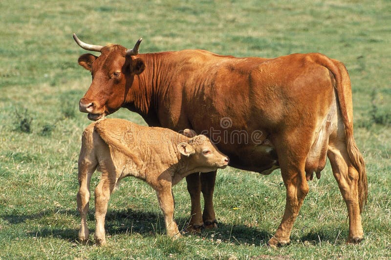 Vaca Bovina Limousin Con Ternera En Pasto Imagen de archivo - Imagen de ...