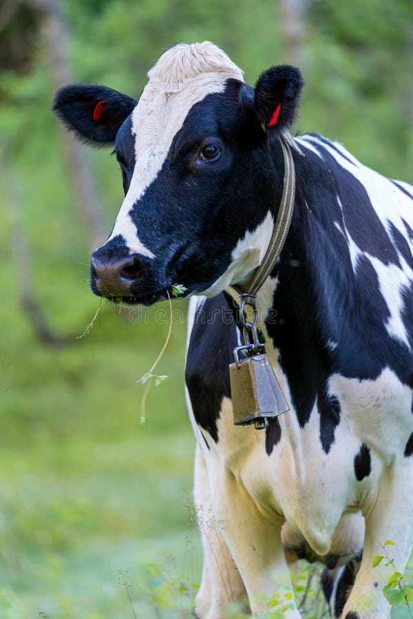 Vaca Branca E Negra Na Grama Com Sino Imagem de Stock - Imagem de vaca ...