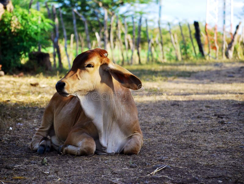 Vaca cansada foto de archivo. Imagen de vaca, hermosa - 118511114