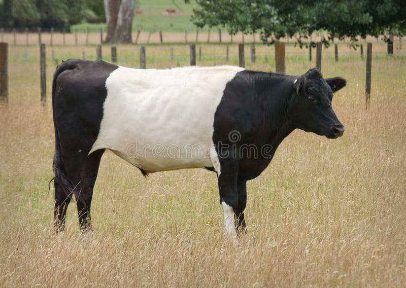 El Belted Galloway Es Una Raza De Ganado Vacuno De Herencia Imagen de ...