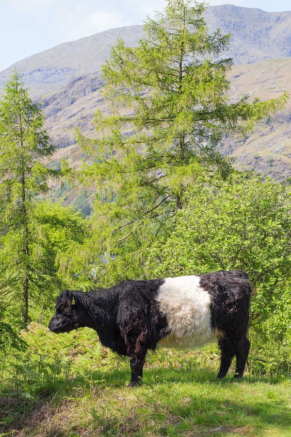 El Galloway Ceñido Es Una Carrera De Carne De Vacuno De La Herencia Del ...