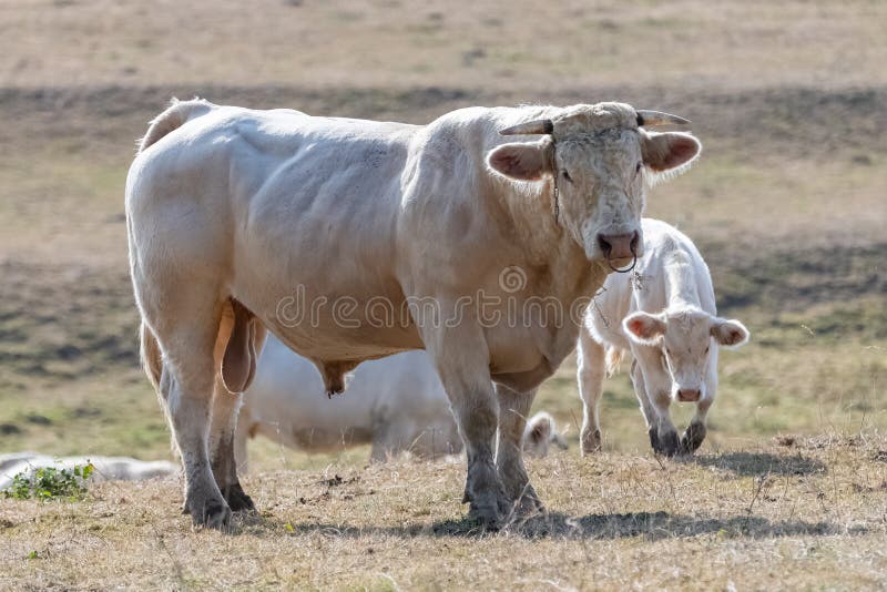 Vaca Charolais, Macho Grande Imagen de archivo - Imagen de farmland ...