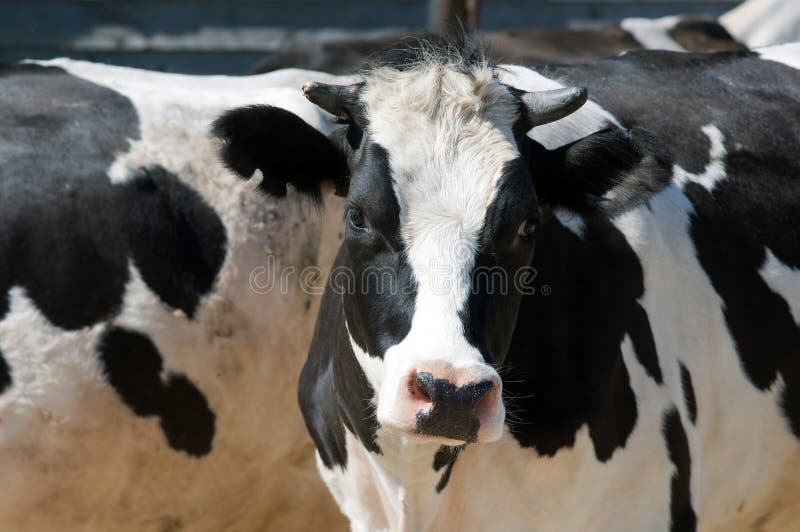 Vaca cobarde imagen de archivo. Imagen de carne, pasto - 19796751