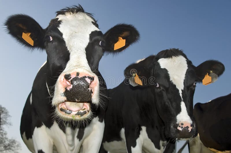 638 Fotos de Stock de Vaca Com Boca Aberta - Fotos de Stock Gratuitas e ...