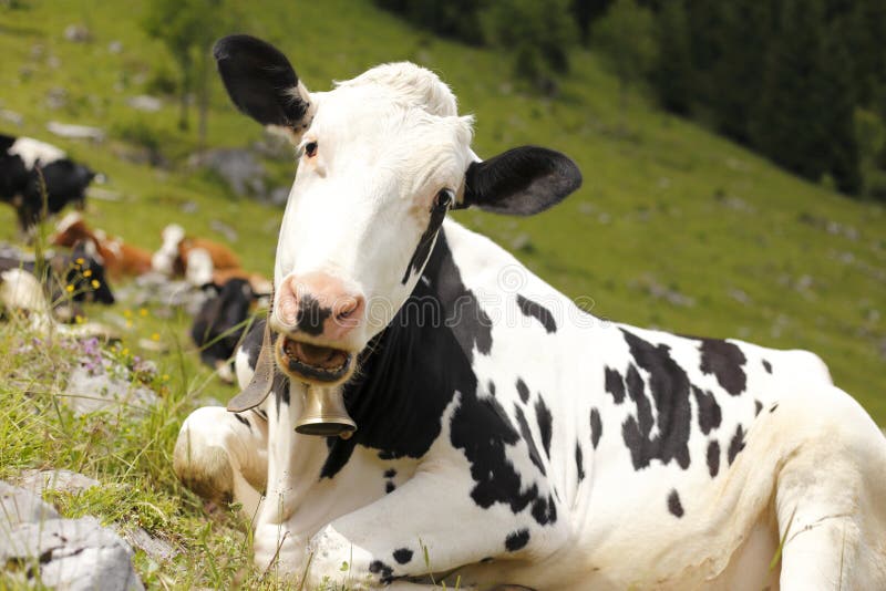Vaca com boca aberta foto de stock. Imagem de cara, vaca - 42274352
