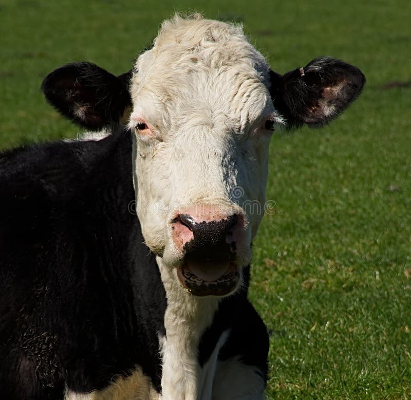 Vaca com boca aberta foto de stock. Imagem de animal - 25852144