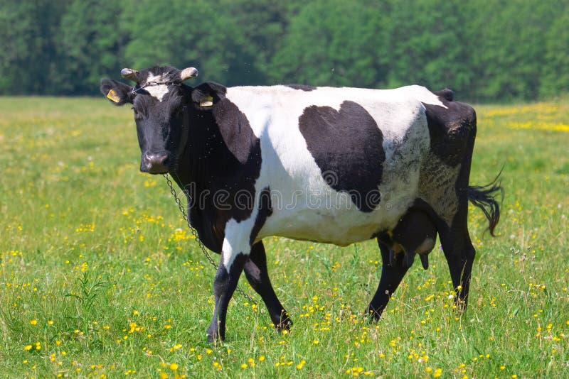 Vaca com coração preto foto de stock. Imagem de prado - 12807302
