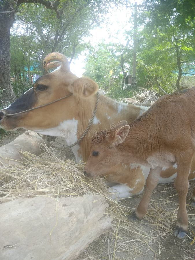 Vaca com seu bezerro fofo foto de stock. Imagem de rebanho - 192442888