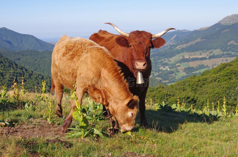 Vaca com sino e sua vitela foto de stock. Imagem de vaca - 137180868