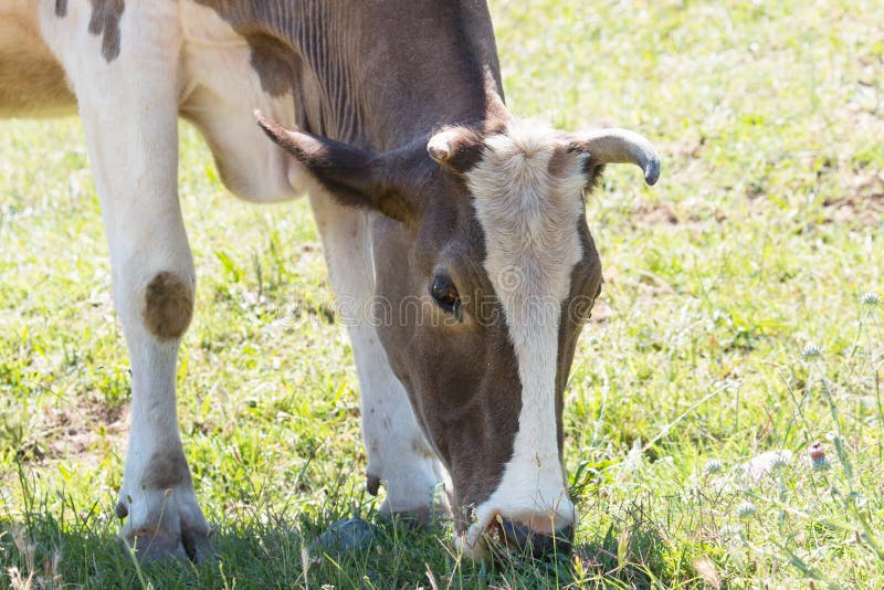 Vaca comiendo pasto foto de archivo. Imagen de cierre - 219178000