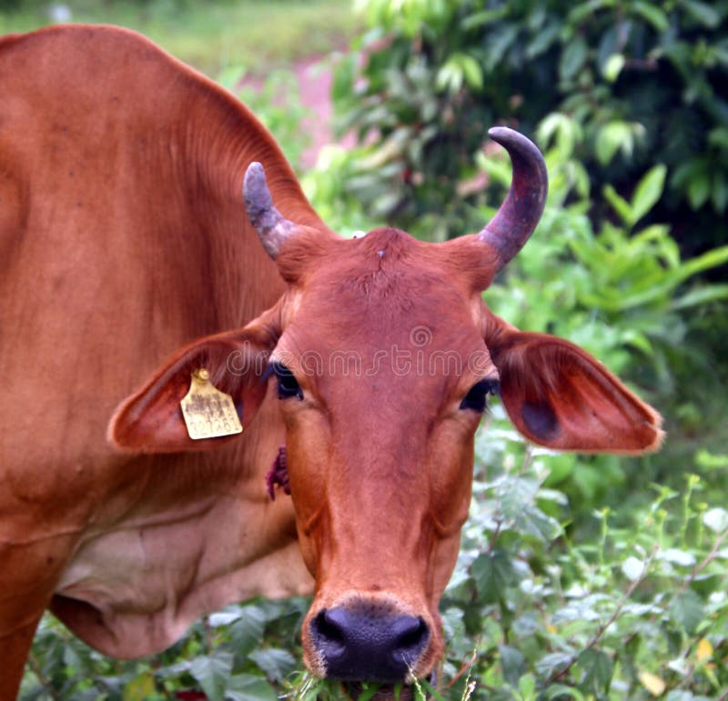 Vaca Comiendo Pasto Y Observando Imagen de archivo - Imagen de campo ...