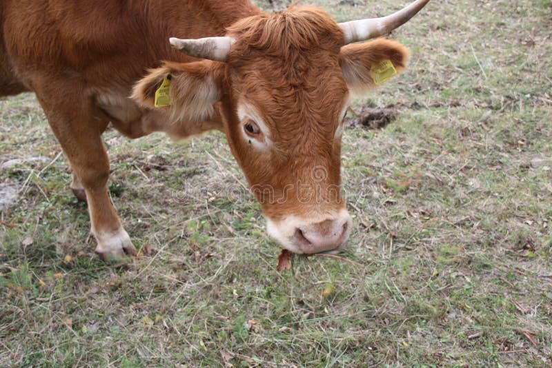 Vaca Comiendo Y Masticando Hierba Imagen de archivo - Imagen de ganados ...