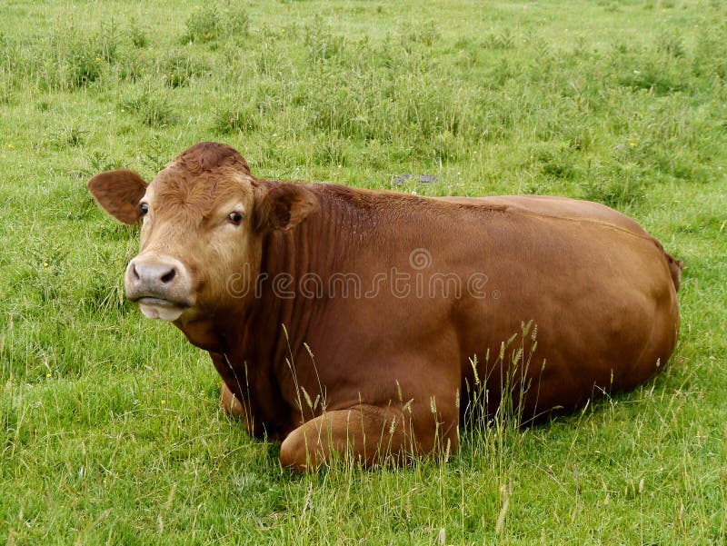 Vaca Comum De Ingleses Limousin Em Repouso Foto de Stock - Imagem de ...