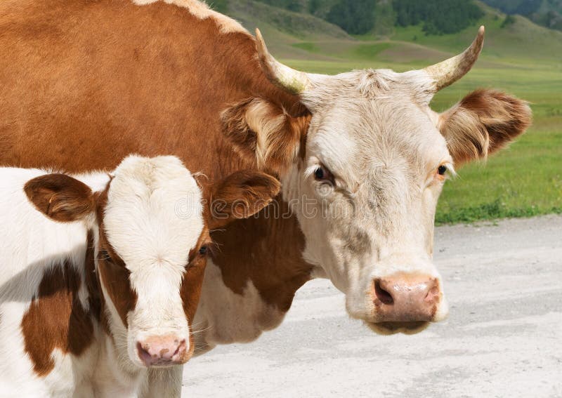 Vaca con el becerro foto de archivo. Imagen de becerro - 2486292