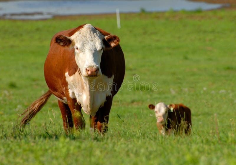Vaca con el becerro imagen de archivo. Imagen de becerro - 5763629