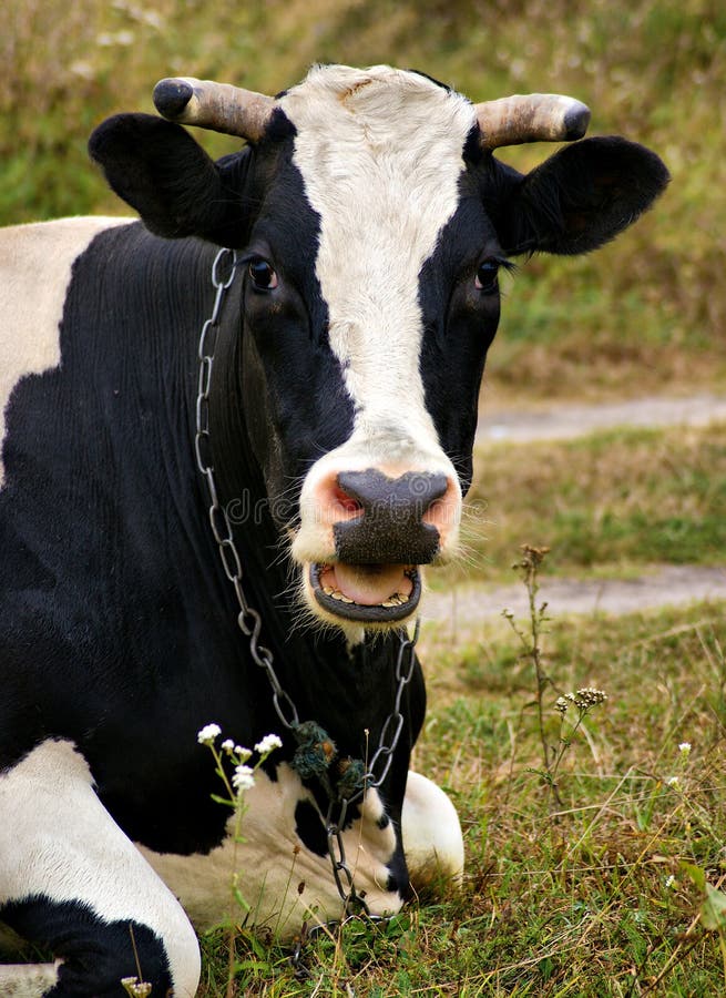 Vaca que habla con el toro foto de archivo. Imagen de masticación ...