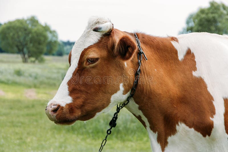 Vaca Con La Cadena En Cuello Foto de archivo - Imagen de pasto, manada ...