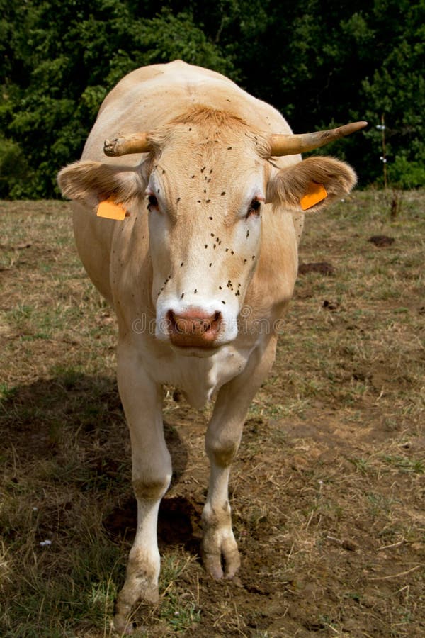 Moscas en la vaca imagen de archivo. Imagen de animal, nariz - 610293